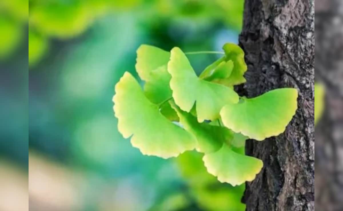 All About Ginkgo Biloba, The ‘Living Fossil’ Older Than Dinosaurs
