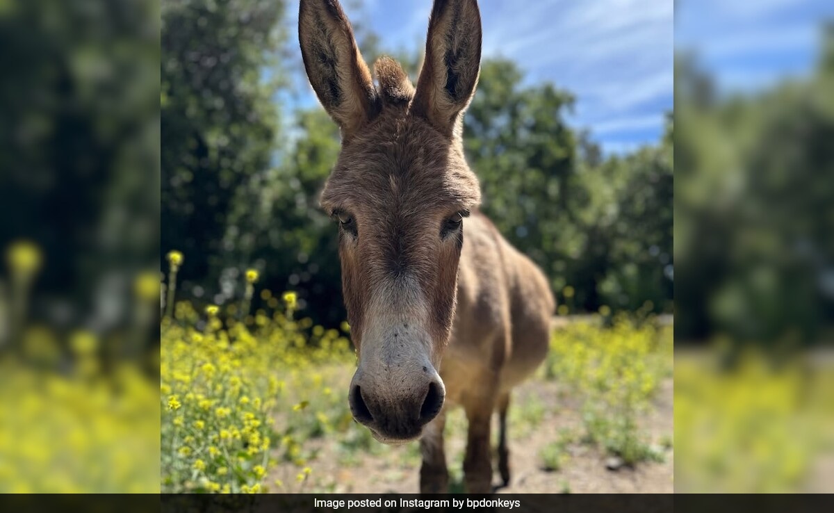 Fans Mourn Death Of Perry The Donkey, Who Inspired Shrek's Character