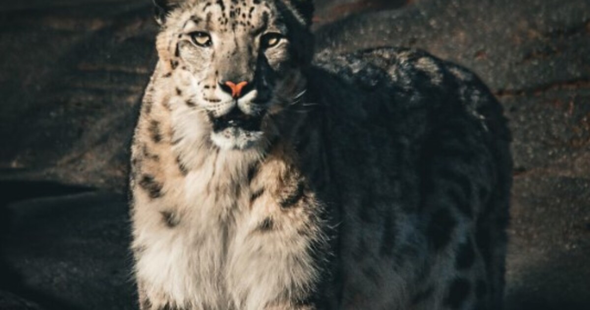 Snow Leopards: The Ghosts Of The Mountains