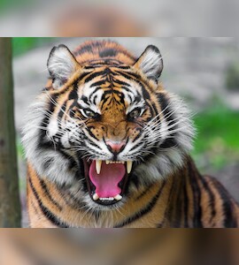 tiger attack mananthavady