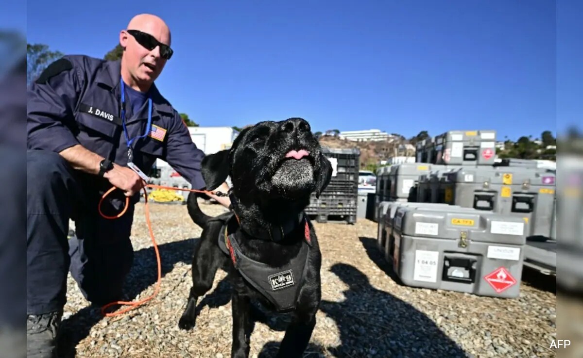 Dogs Prove Invaluable In Massive Search For Los Angeles Fire Victims