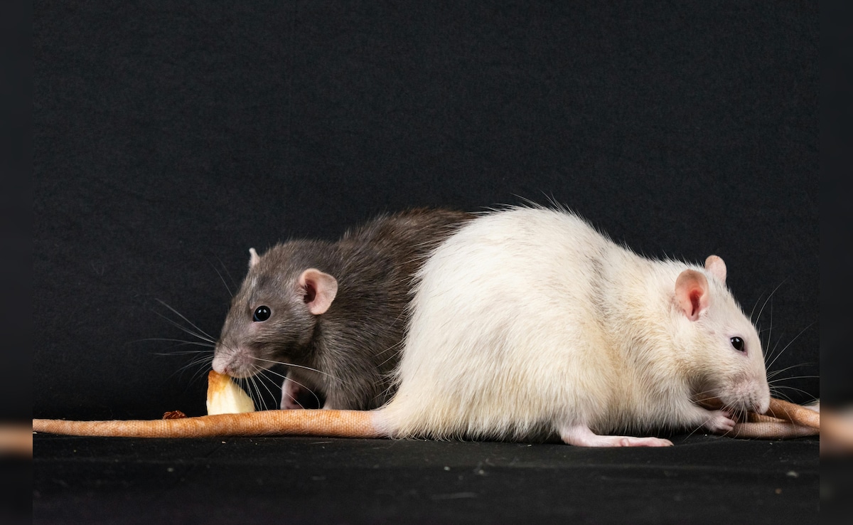 Drug-Addicted Rats Eating Marijuana Kept As Evidence In US Police ...