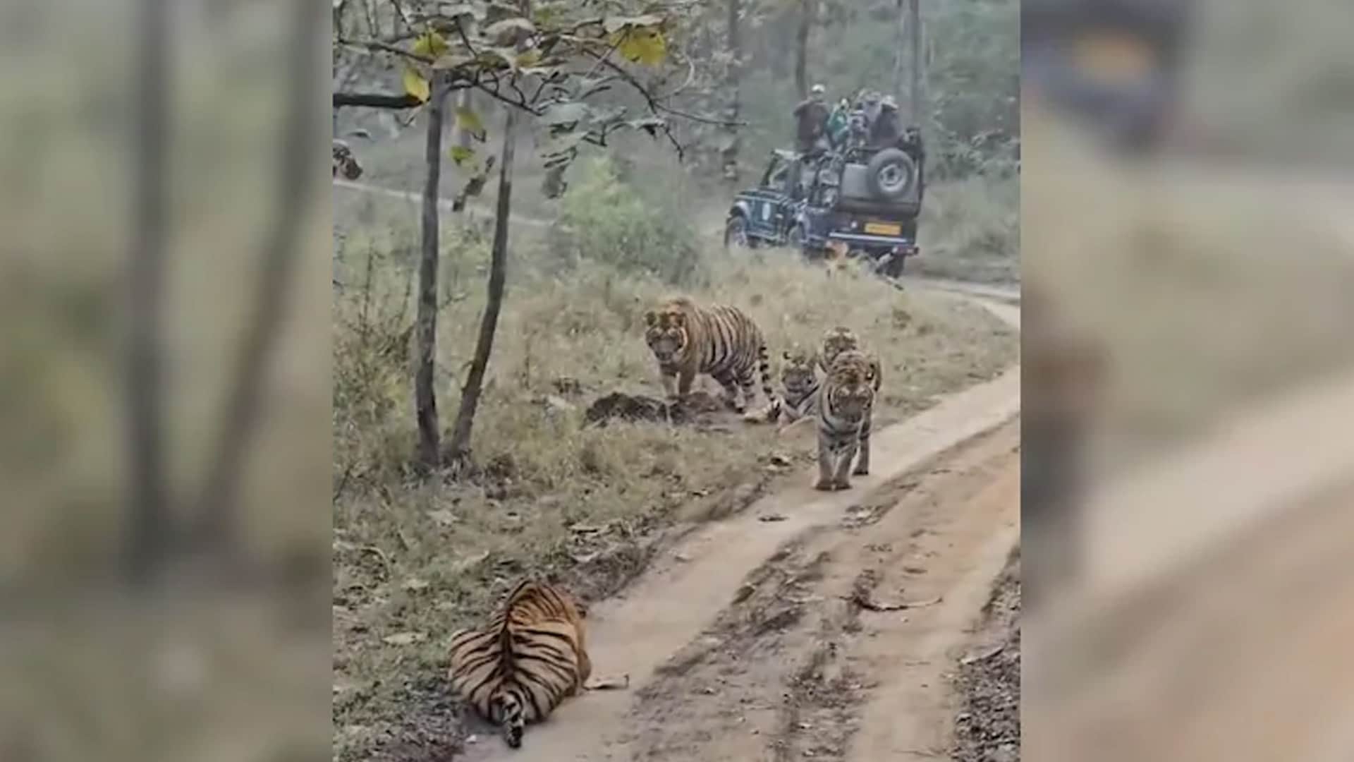Watch: 5 Tigers Sunbathe In Front Of Tourists At Madhya Pradesh Reserve