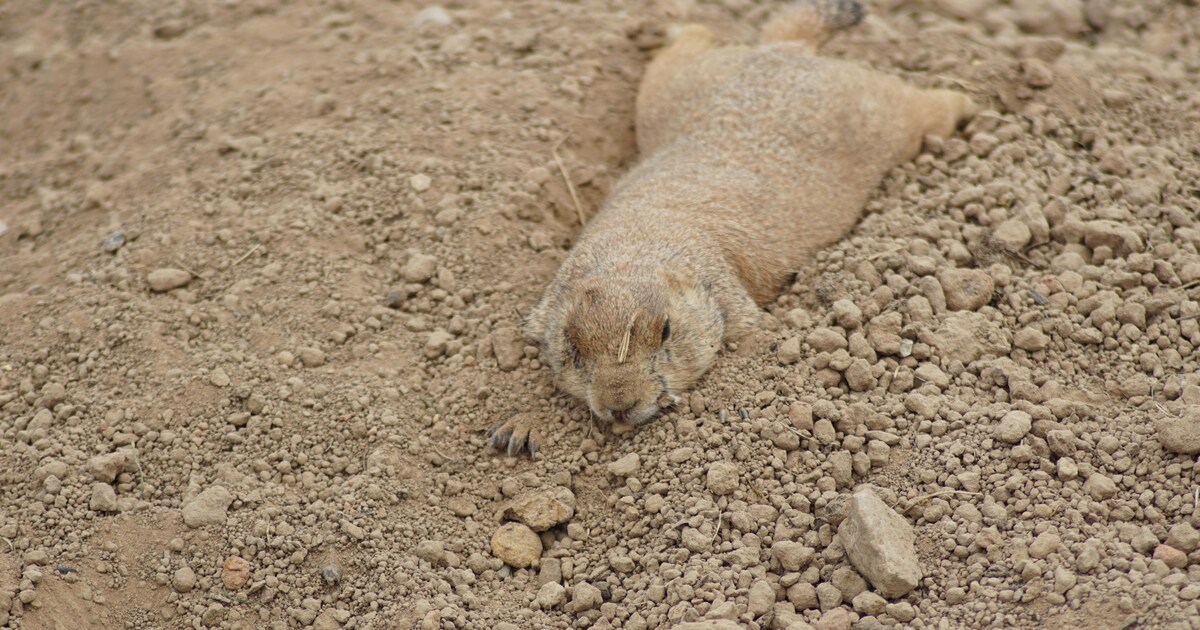 Why Burrowing Desert Animals Don't Inhale Sand