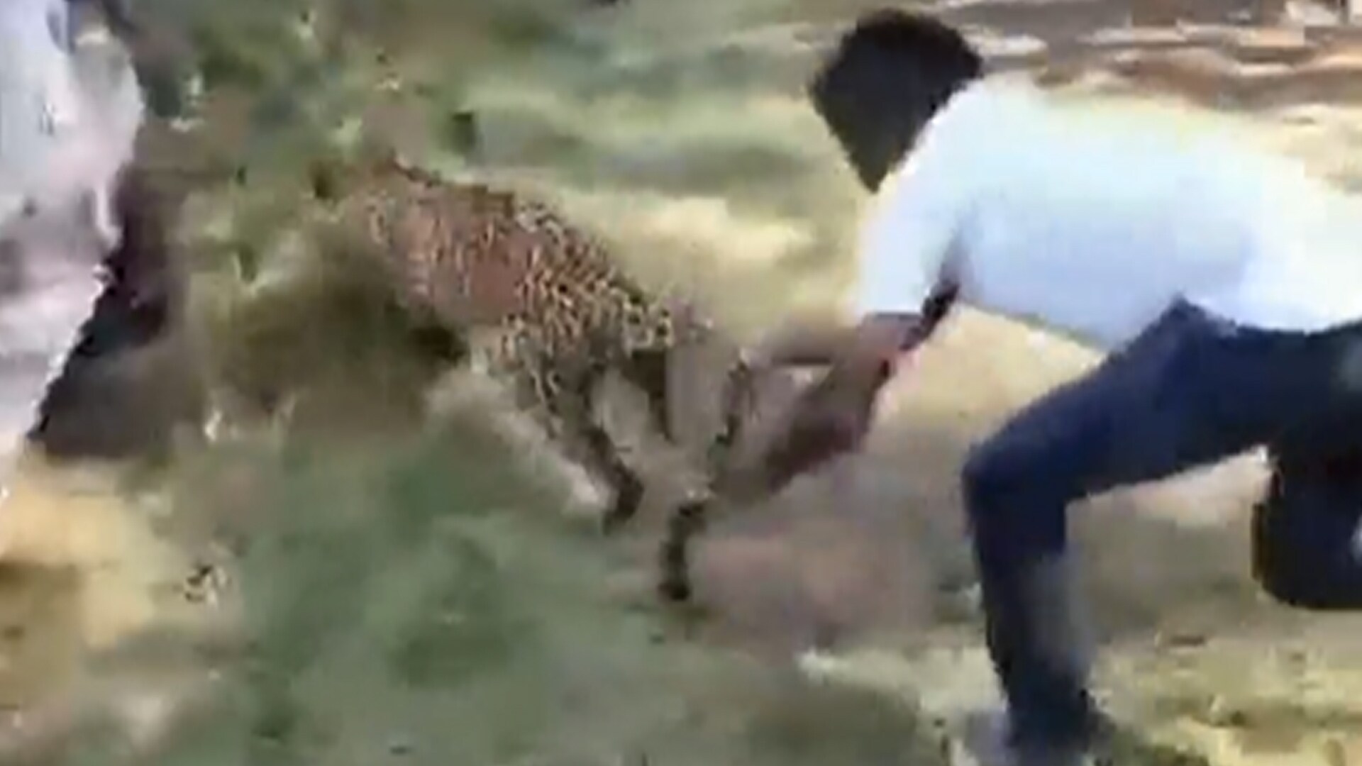 Viral: Man Grabs Leopard By Tail, Saves Villagers