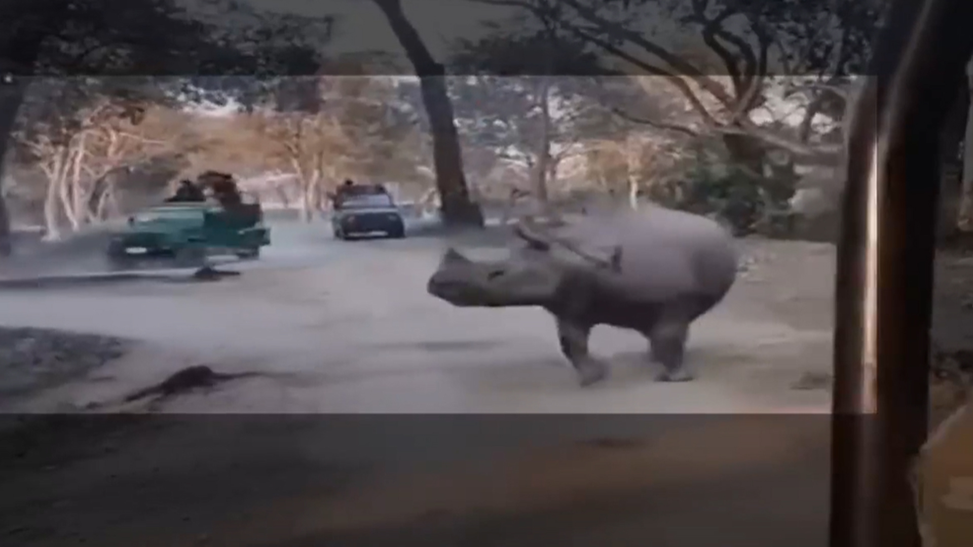 2 Women Fall In Front Of Rhinos In Kaziranga. Here’s What Happened Next