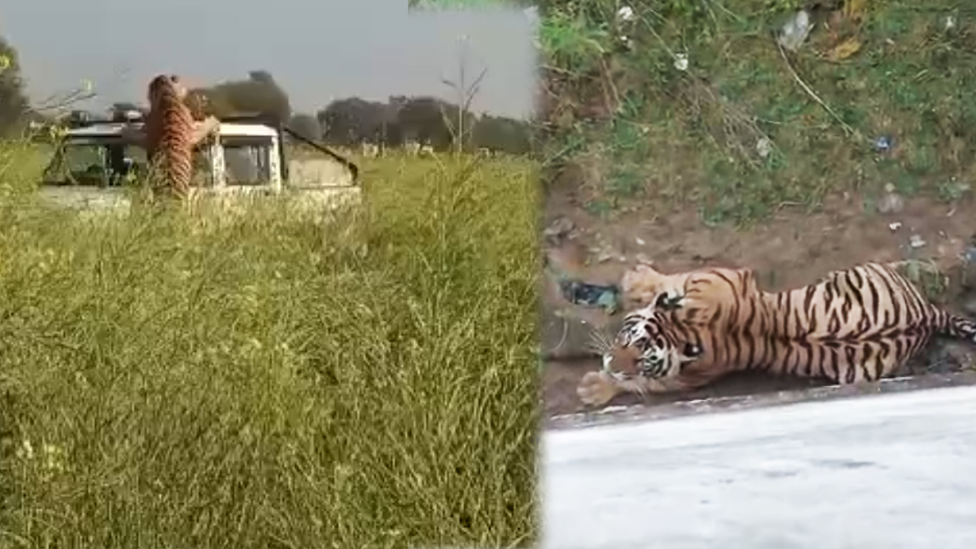 Tiger Missing For 8 Days, Attacks Rescue Team That Came To Tranquilize It