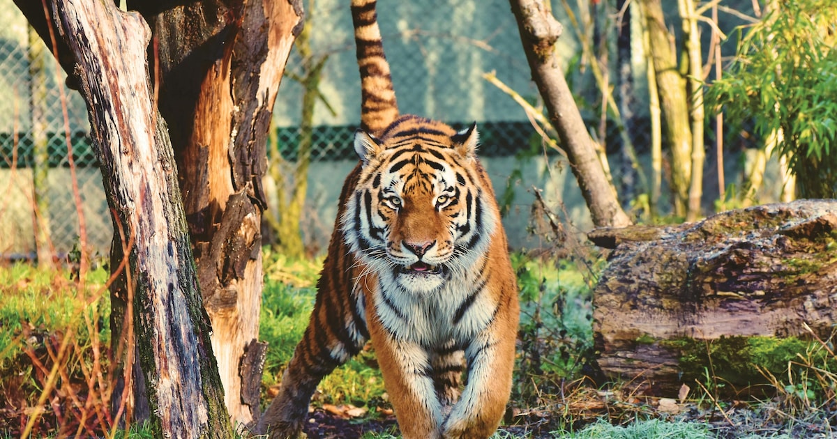 India's Iconic 'Big 5' Animals