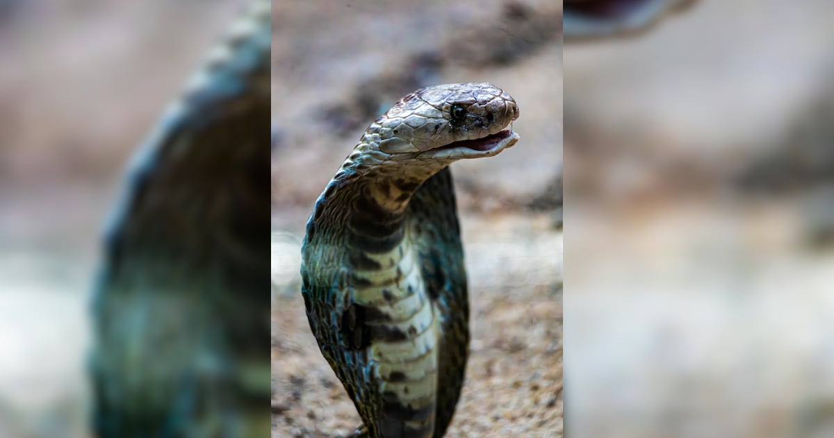 Snake Facts You Probably Don't Know About
