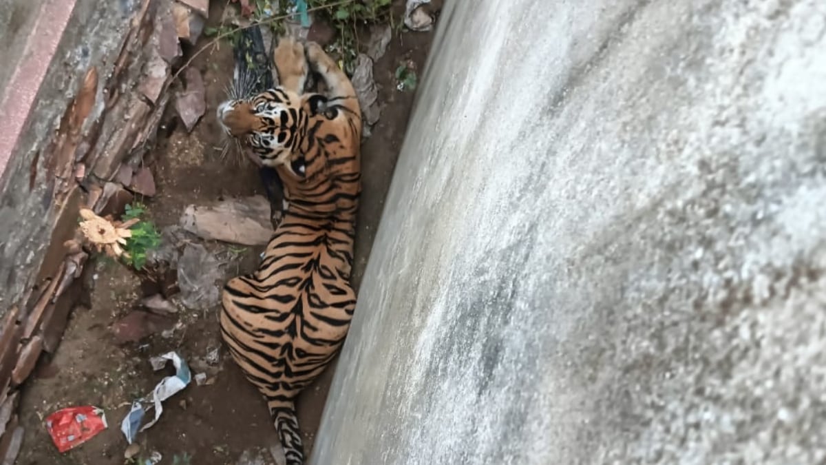 Tiger attack: नए साल के जश्न में डूबा था गांव, टाइगर के आने से मची ...