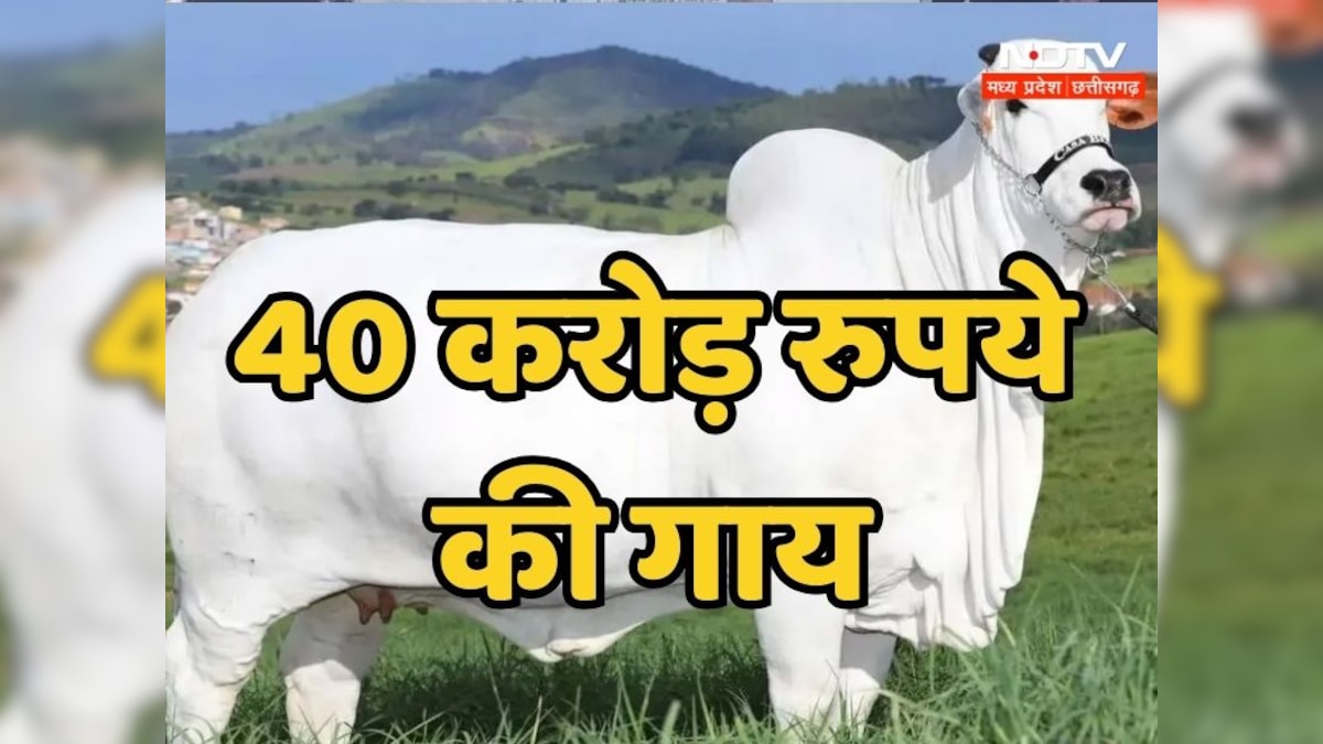Nellore Breed Cows: 40 करोड़ रुपये में बिकी भारतीय नस्ल की ये गाय ...