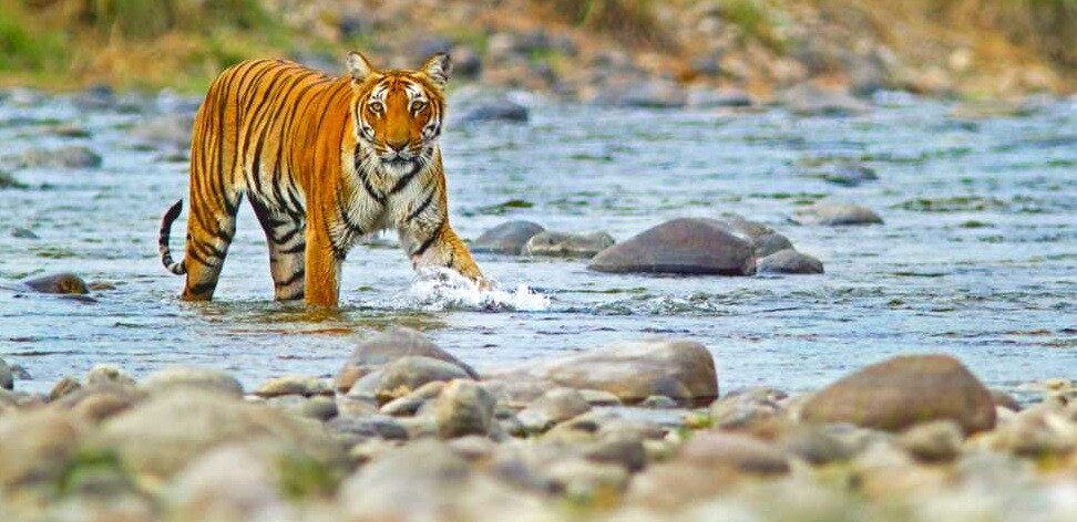 Luxury Trip To Corbett: A 3-Day Itinerary