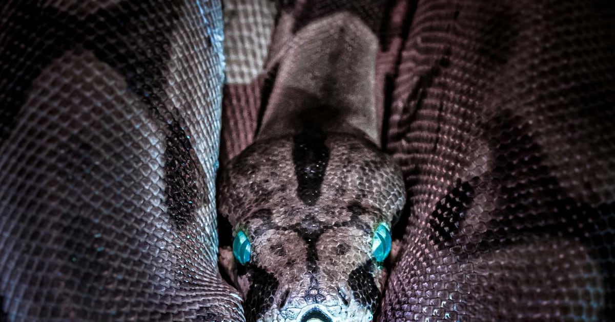 3 Snakes Known To Eat Humans