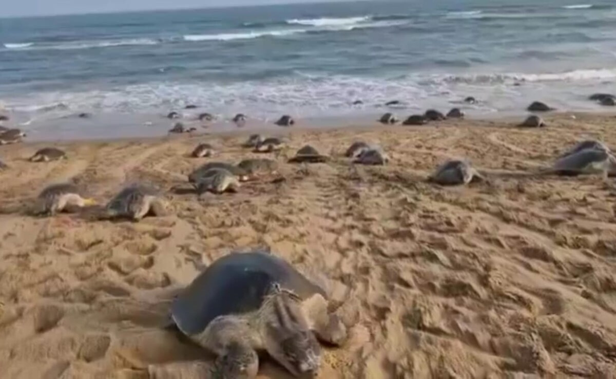 Odisha's Shores Come Alive As 3 Lakh Olive Ridley Turtles Begin Mass ...