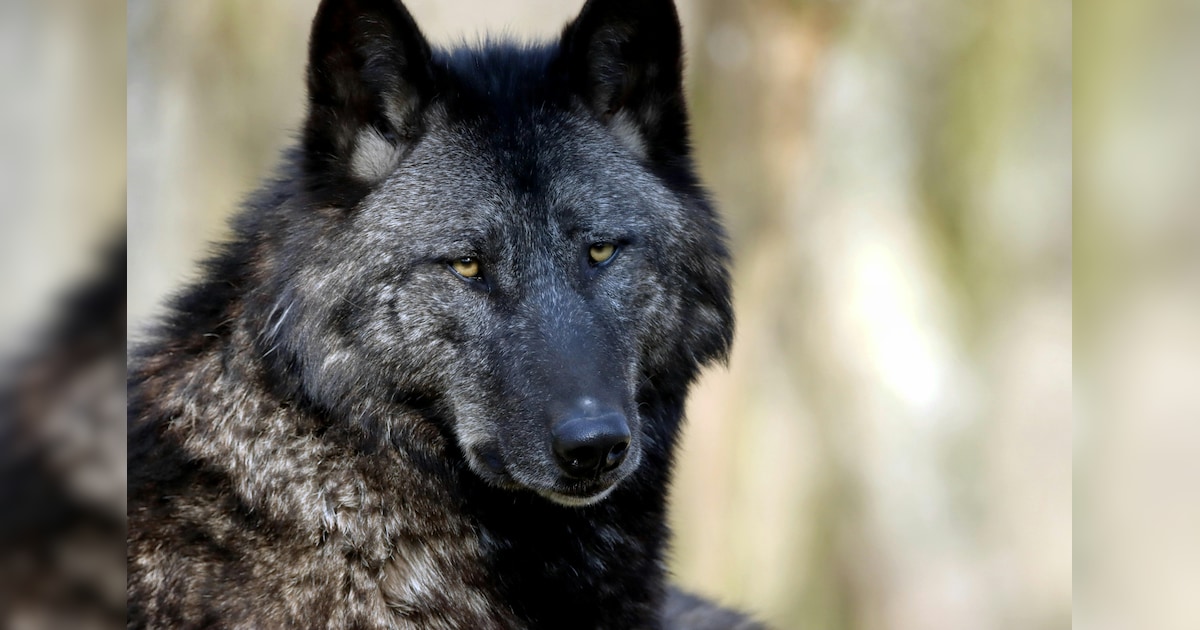 Fascinating Facts About Rare Black Wolf