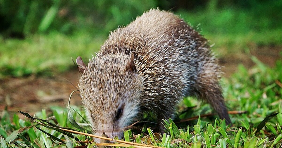 Smallest Mammal That Has Record Number Of Babies