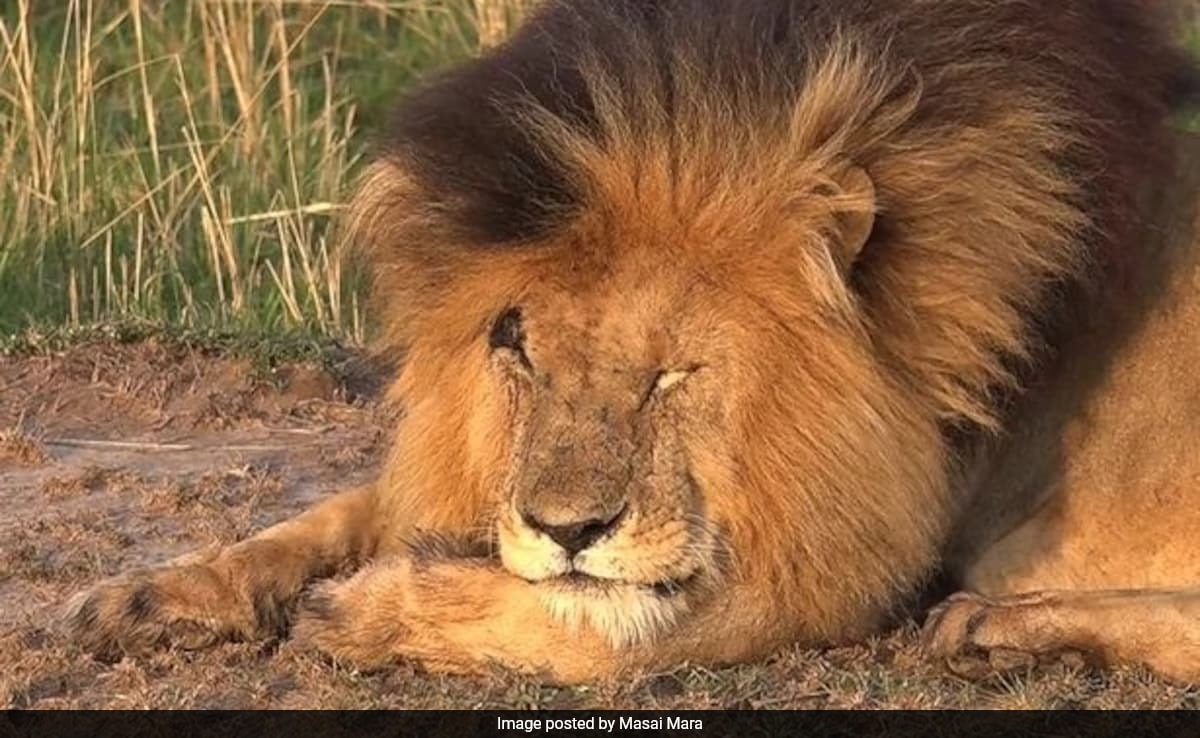 This Legendary Alpha Lion Never Lost A Battle, Drove Crocodiles Out ...