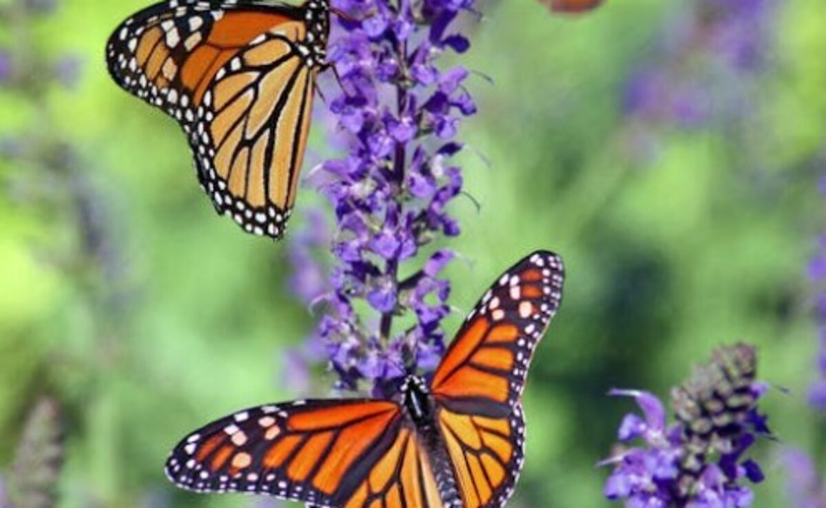 A Country Without Butterflies? Study Flags Alarming Drop In US