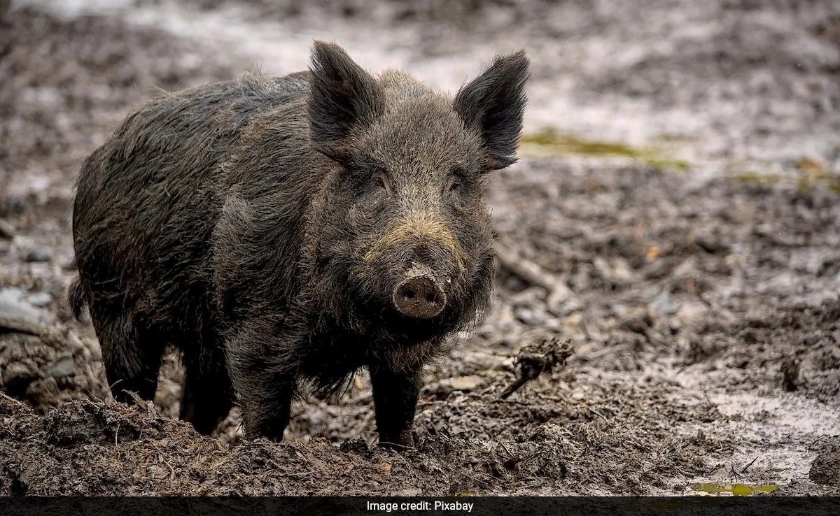 Man Mistaken To Be Wild Boar Shot Dead In Maharashtra, 9 Arrested