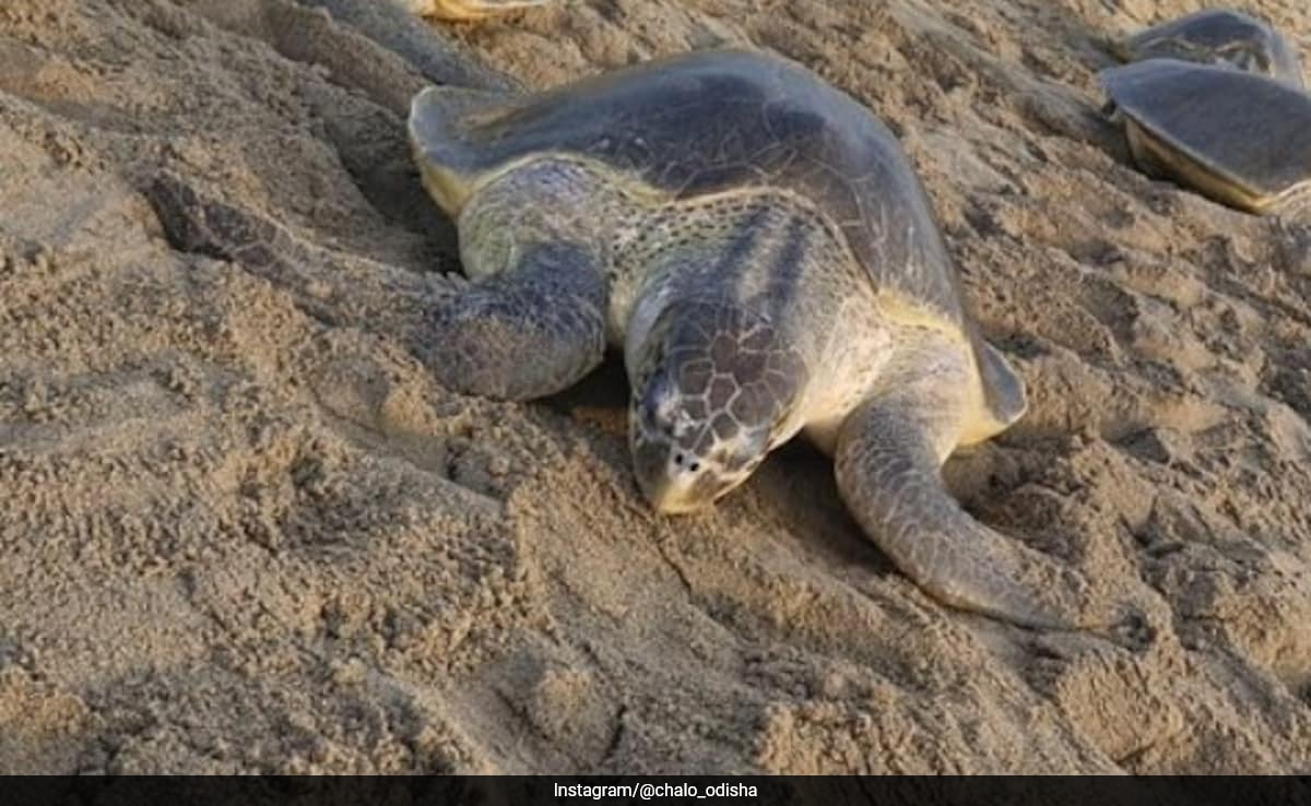 Odisha's Coastline Witnesses The Arrival Of Nearly 7 Lakh Olive Ridley ...