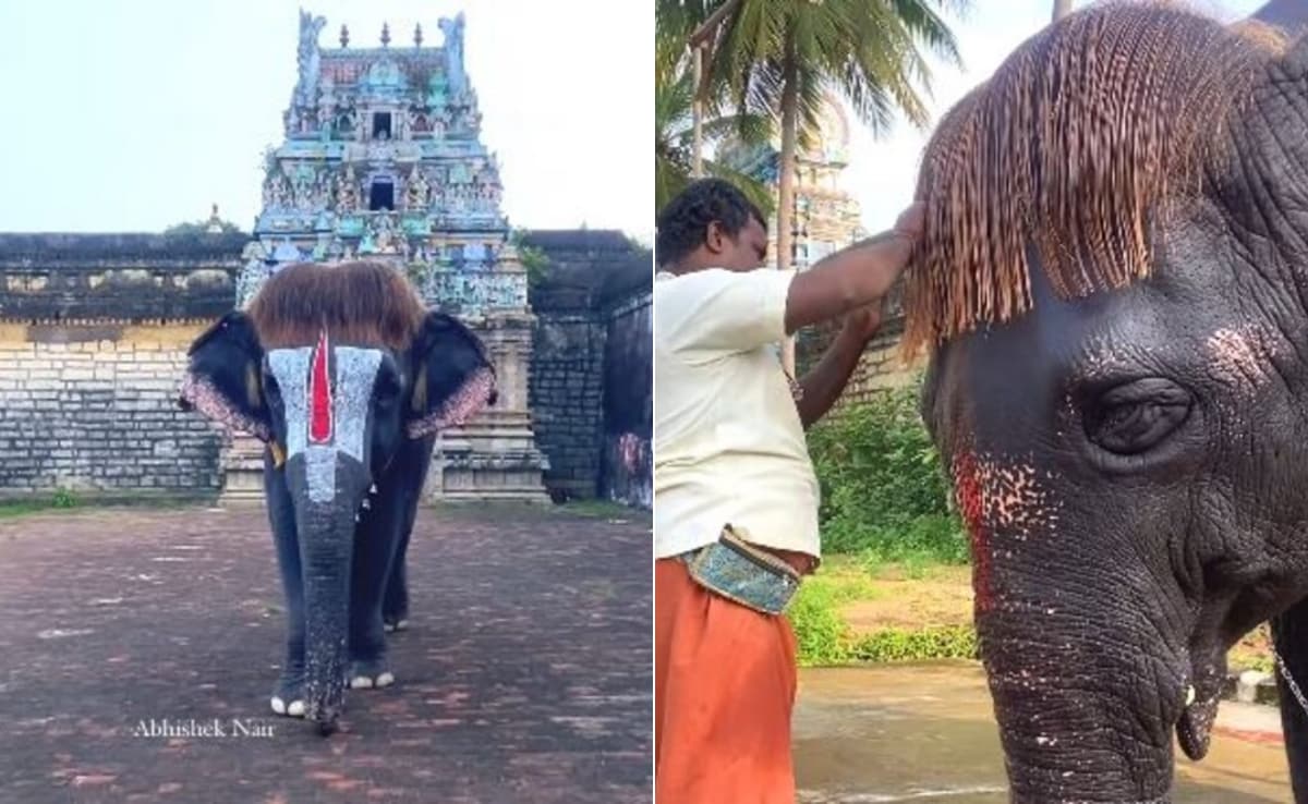 लड़कियों को हेयरस्टाइल में फेल कर रहा है तमिलनाडु का यह हाथी, अपनी बॉब ...