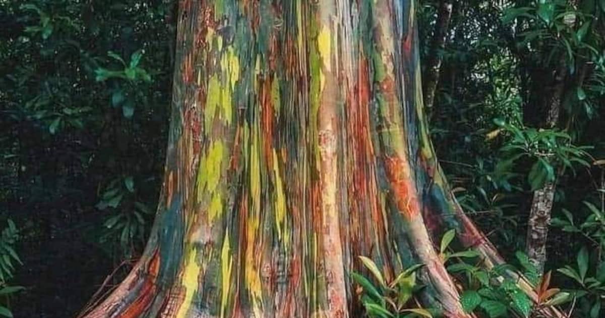 The Tree Whose Trunk Is A Rainbow Of Colour