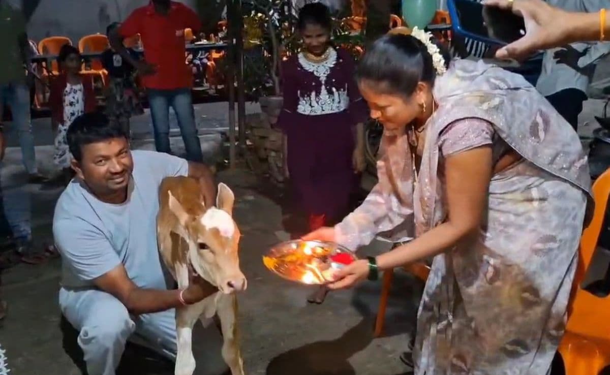 Badlapur News unique ceremony celebrate birth of calf chota akasur name ...