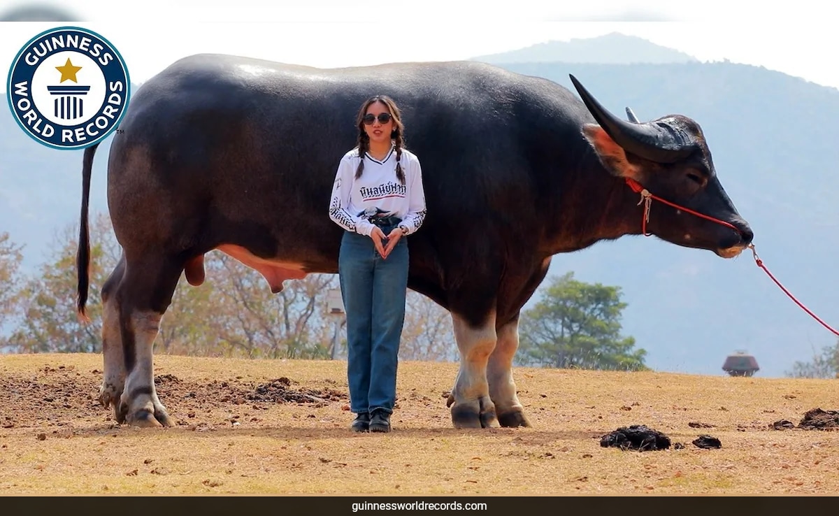 उम्र 3 साल, 6 फीट 8 इंच ऊंचाई, नाम किंग कांग..जानें क्यों दुनियाभर में ...