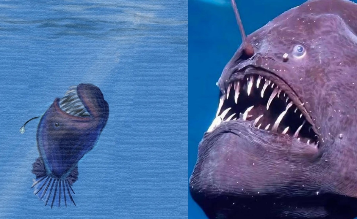 हैरान रह जाएंगे! समंदर में 2 हजार मीटर नीचे मिली यह कैसी मछली ...