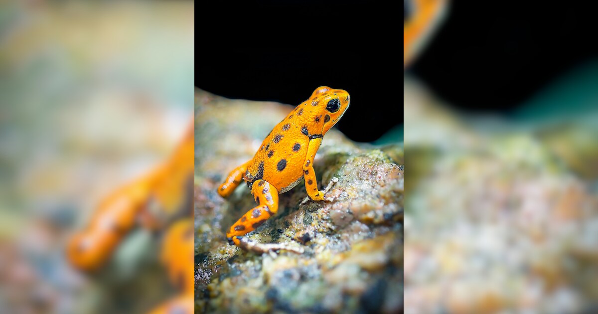Toad vs Frog: What's The Difference