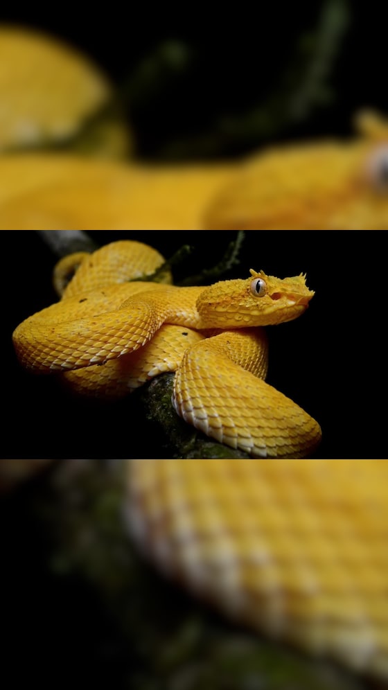 golden lancehead bite