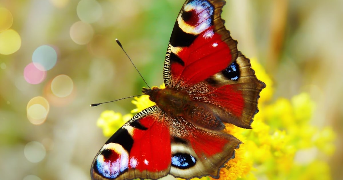 10 Most Beautiful Insects In The World