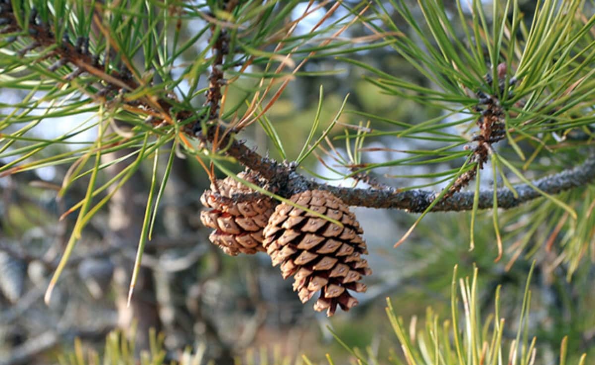 pine tree in hindi