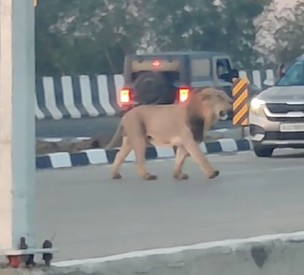 Watch: Cars, Bikes Wait After Lion Briefly Stops Traffic On Gujarat Highway