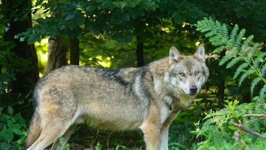 wolf population scotland