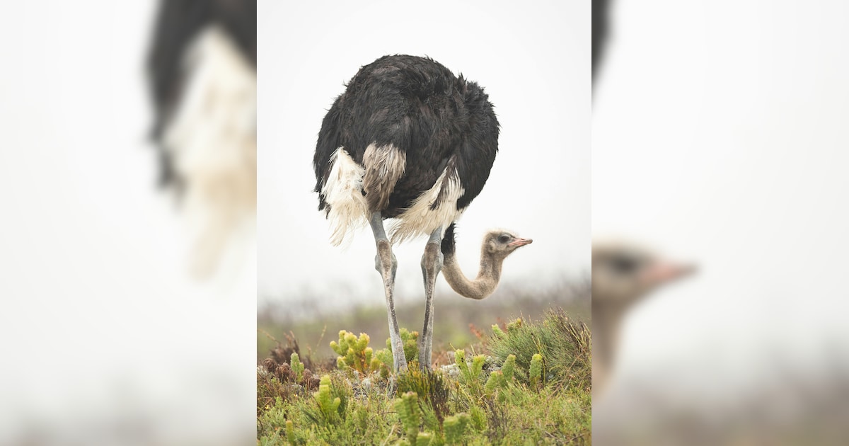 Ostrich vs Emu: What's The Difference