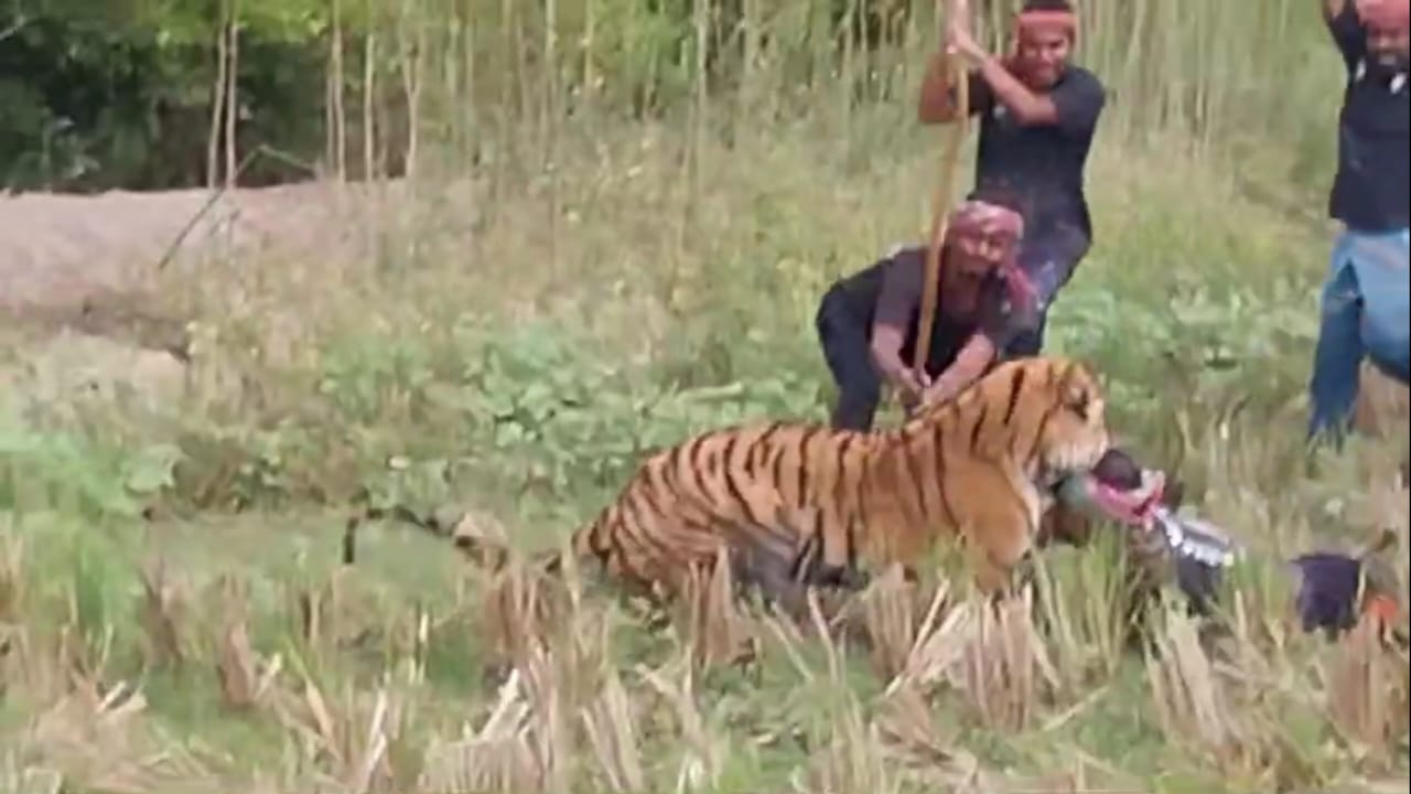 On Camera, Tiger Attacks Forest Worker In Sundarbans. How He Was Rescued
