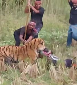 will a tiger attack a human