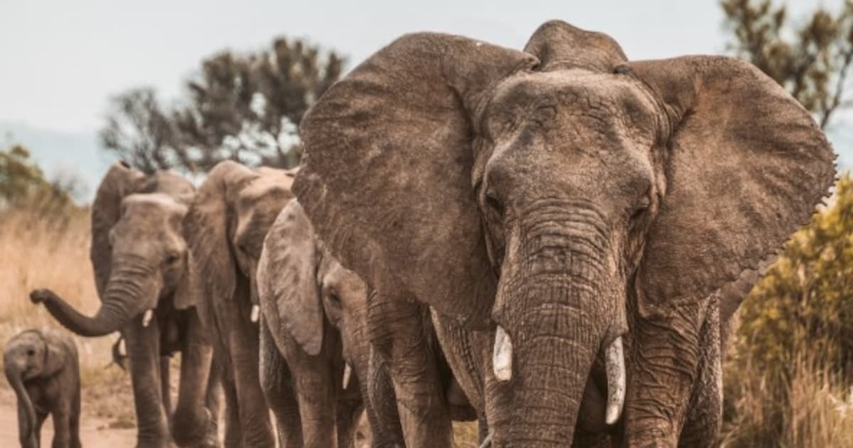 Animals That Can Hear Infrasonic Sound