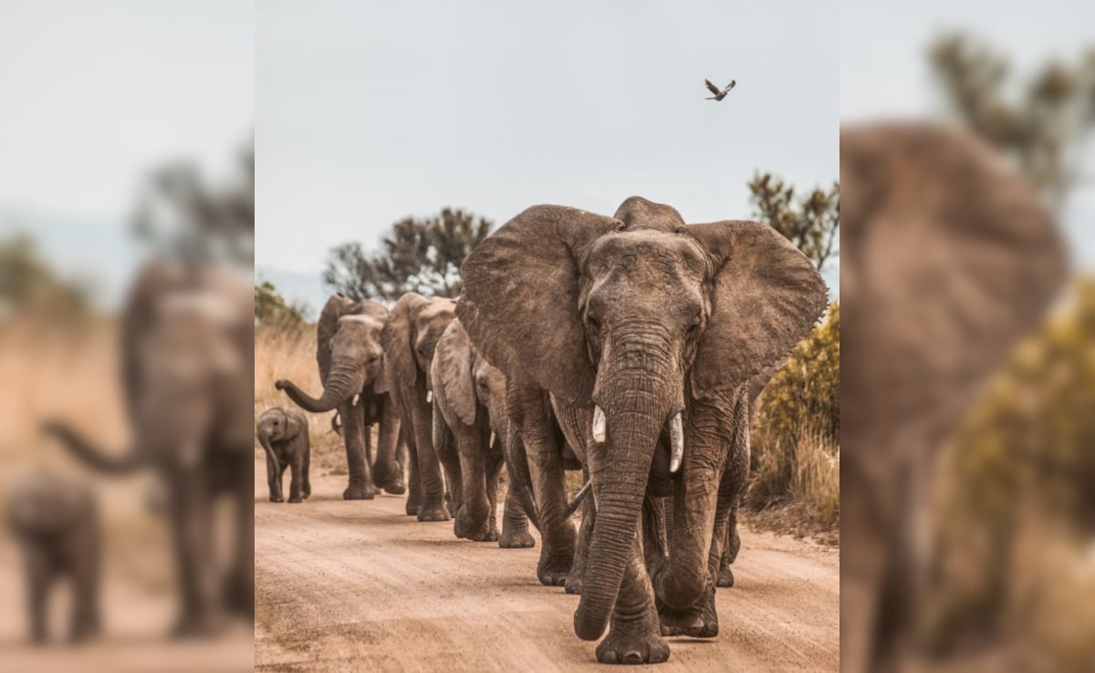 Herd Of Wild Elephants Claims 7 Lives In 4 Days In Jharkhand