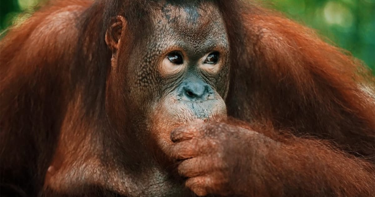 Animals That Mimic Human Sounds And Actions