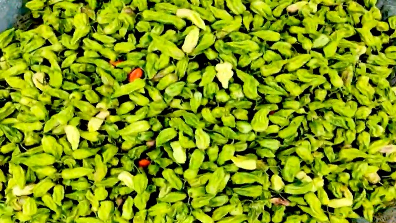 India's Agri-Exports Boom, Exotic Northeast Produce In Demand