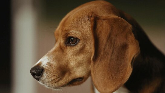 anthropomorphising dogs