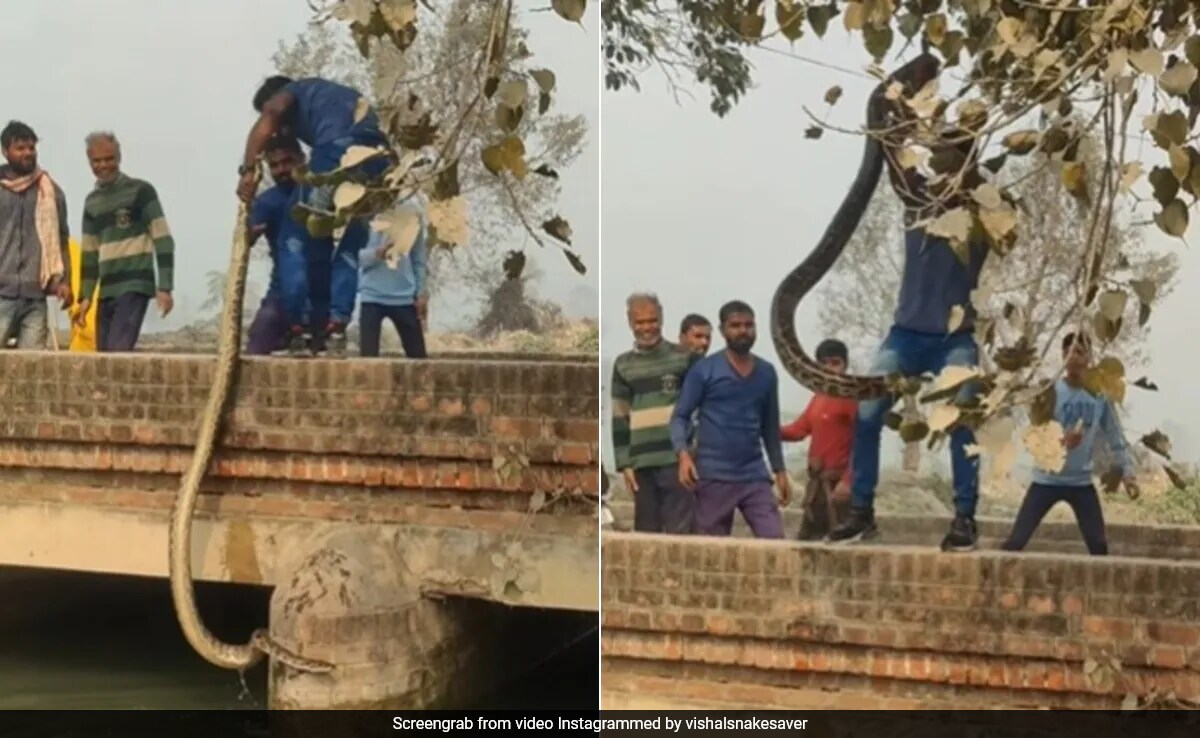 Man Pulls Giant Python From Canal In Terrifying Video. Internet Reacts
