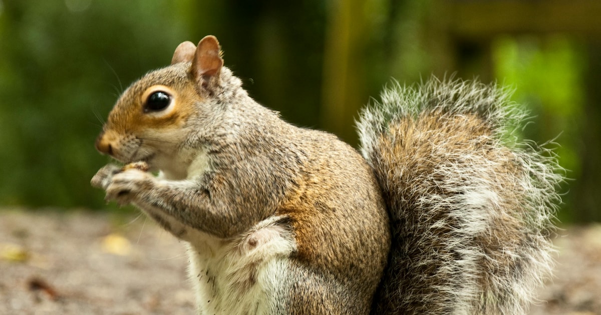 Fascinating Facts About Squirrels