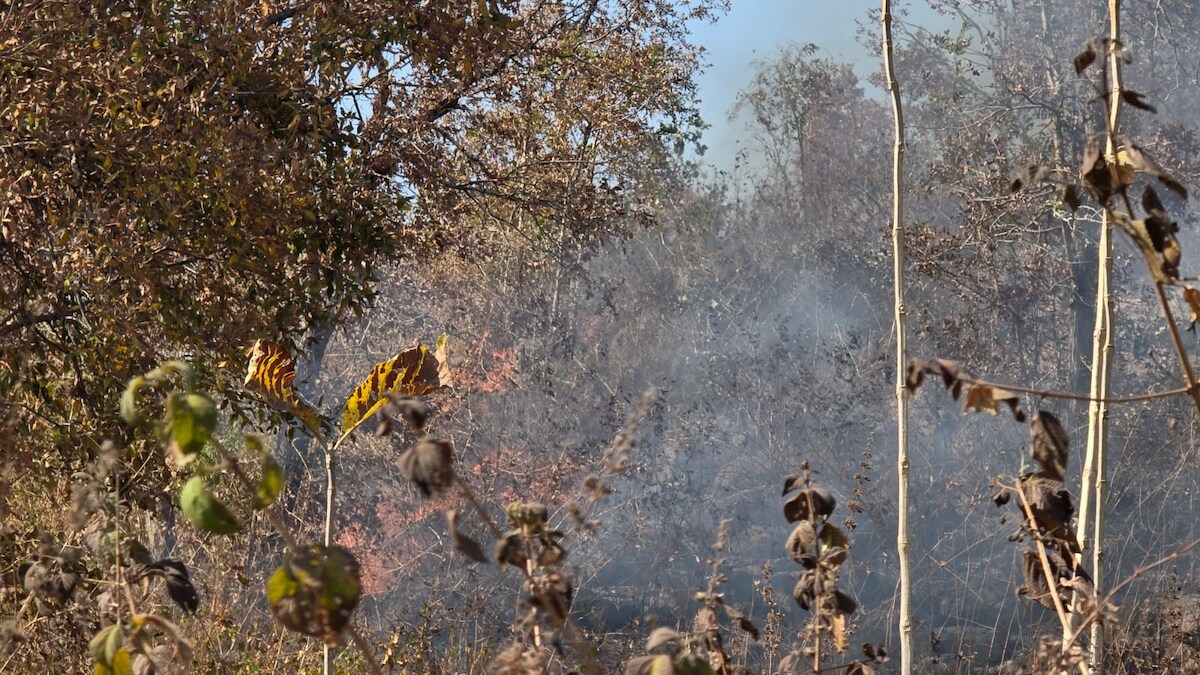 आग की लपटों से भभक रहा एशिया का ग्रीन बेल्ट! भालू, लोमड़ी, हिरण और अन्य ...