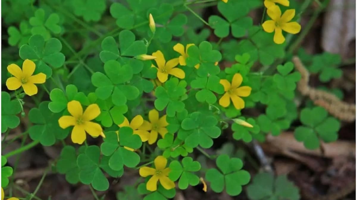 दवाइयों का मोटा खर्च बचा सकते हैं इस पौधे के पत्ते, माइग्रेन-बवासीर ...