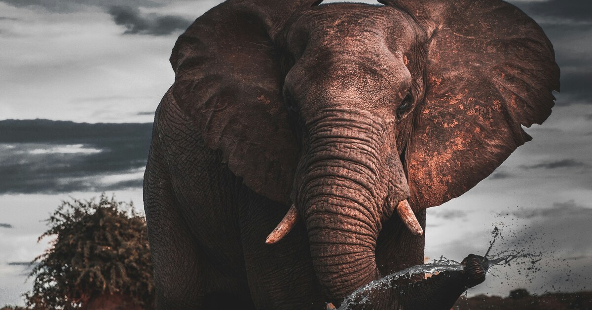 6 Most Powerful Animals In The World