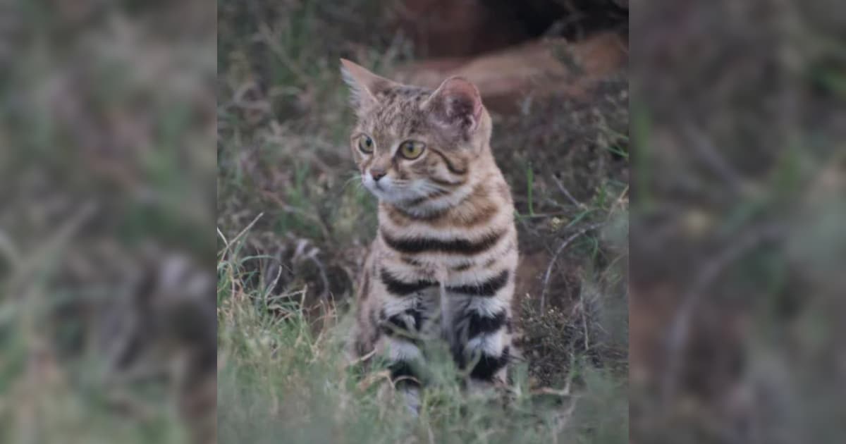 Meet World's Most Successful Hunter Cat