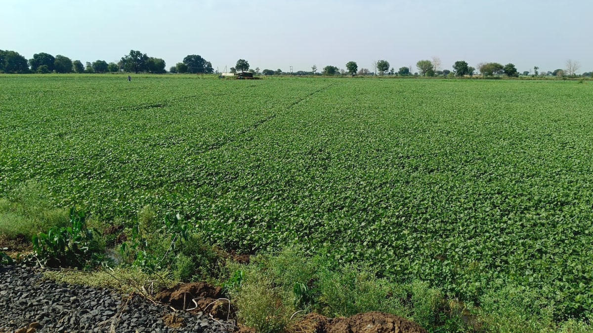 Summer Moong Farming: एमपी में 14 लाख हेक्टेयर में उगाई जा रही गर्मी की ...